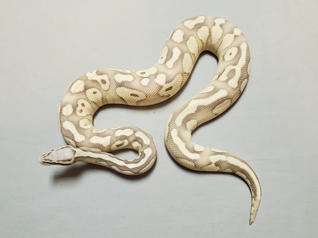 These two should produce some beauty - Ball Pythons - MorphMarket ...