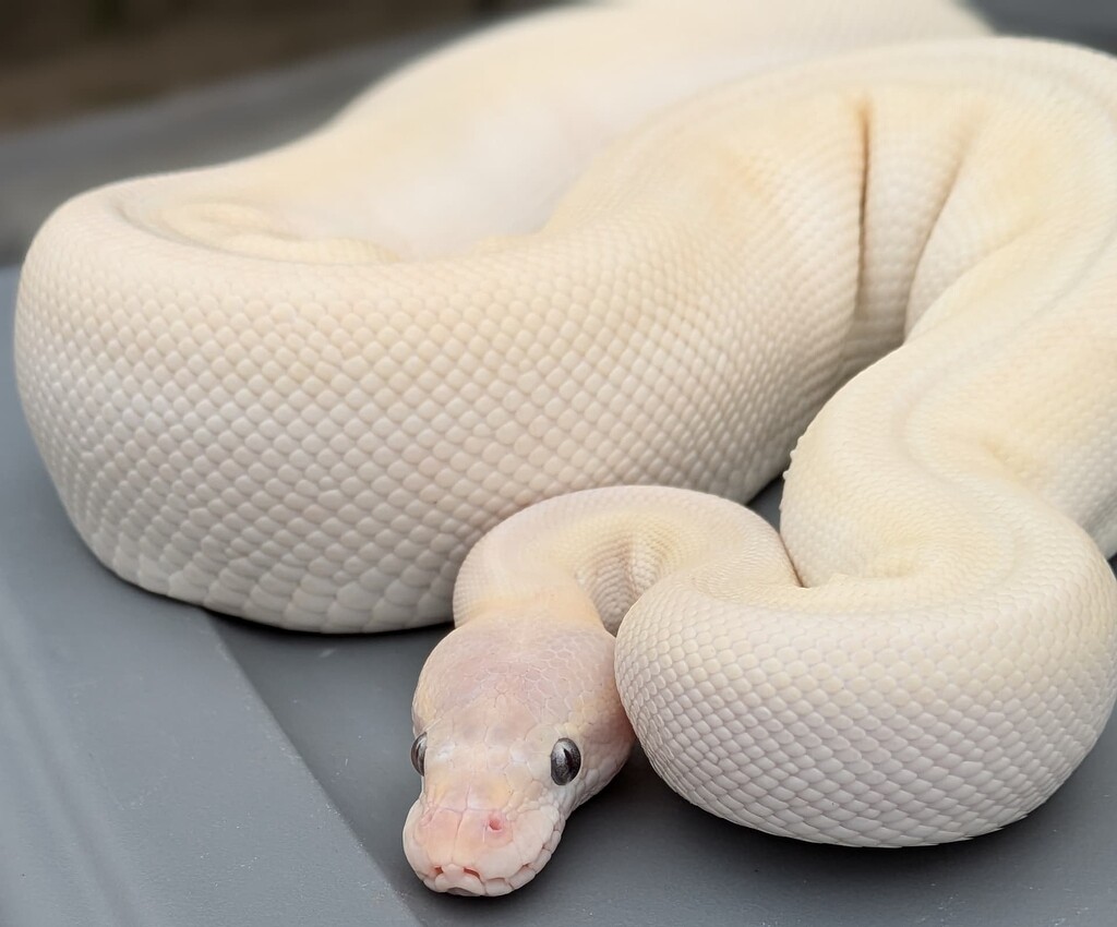 Family photos and genetics - Ball Pythons - MorphMarket Reptile Community