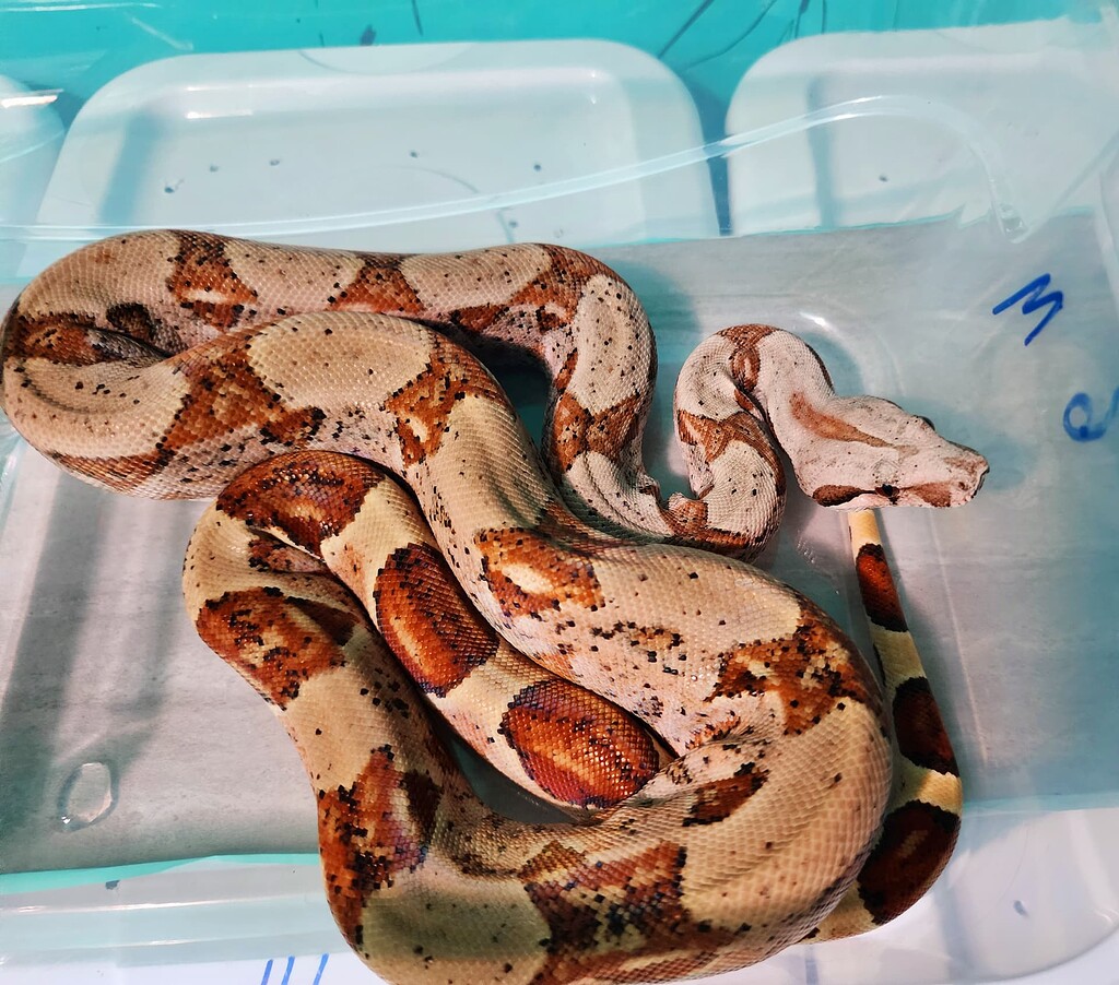 Need help determining genetics on 2 different boas - Boa Constrictors ...