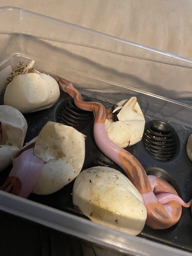 First Clutch - Update - Ball Pythons - MorphMarket Reptile Community