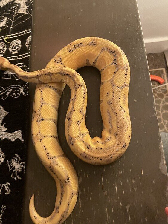 Morph identification banana - Ball Pythons - MorphMarket Reptile Community