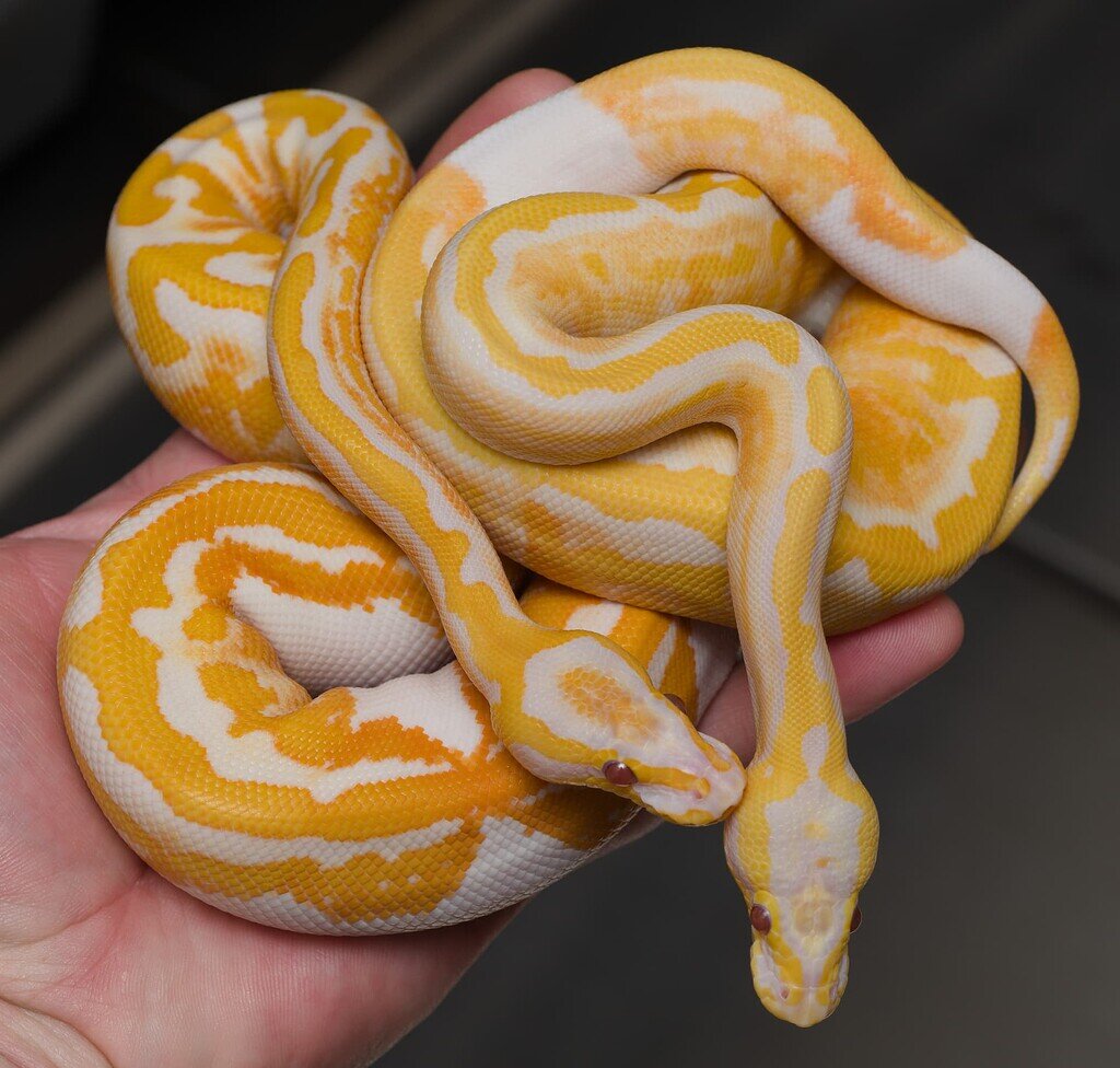 YB Confusion Dreamsicle vs Killer Dreamsicle - Ball Pythons ...