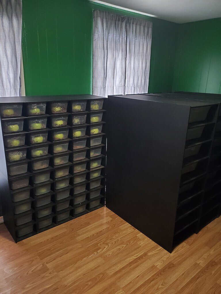 All set with the mini facility - Ball Pythons - MorphMarket Reptile ...