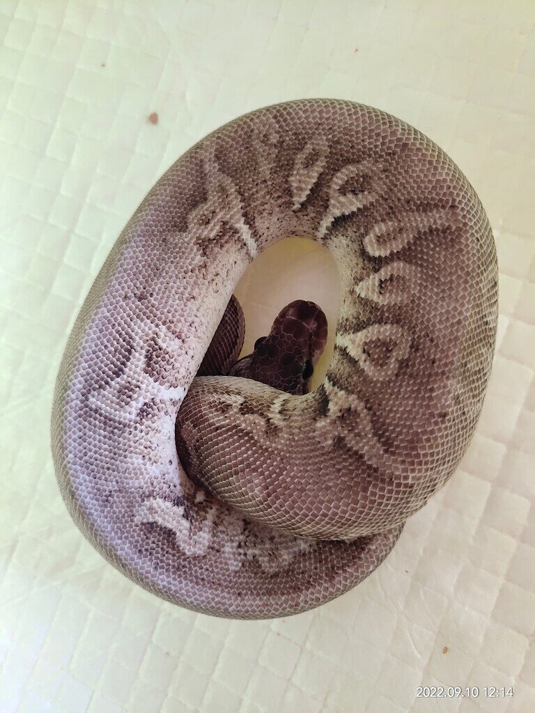 Need help identifying my Ball python - Ball Pythons - MorphMarket ...