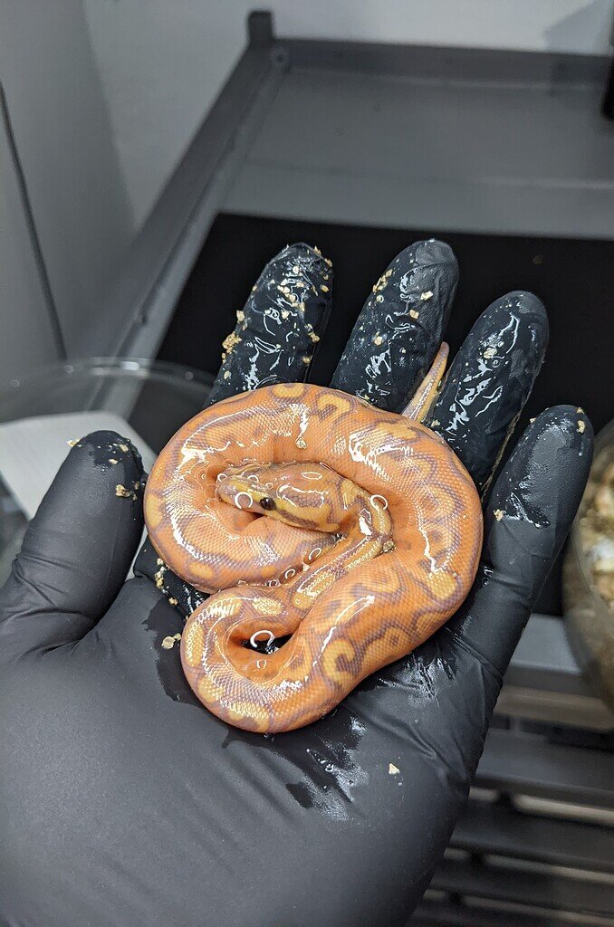First Bananas since 2016 - Ball Pythons - MorphMarket Reptile Community