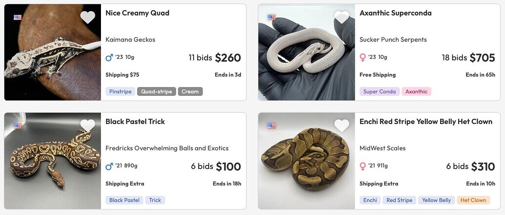 MorphMarket Auctions! - MorphMarket News - MorphMarket Reptile Community