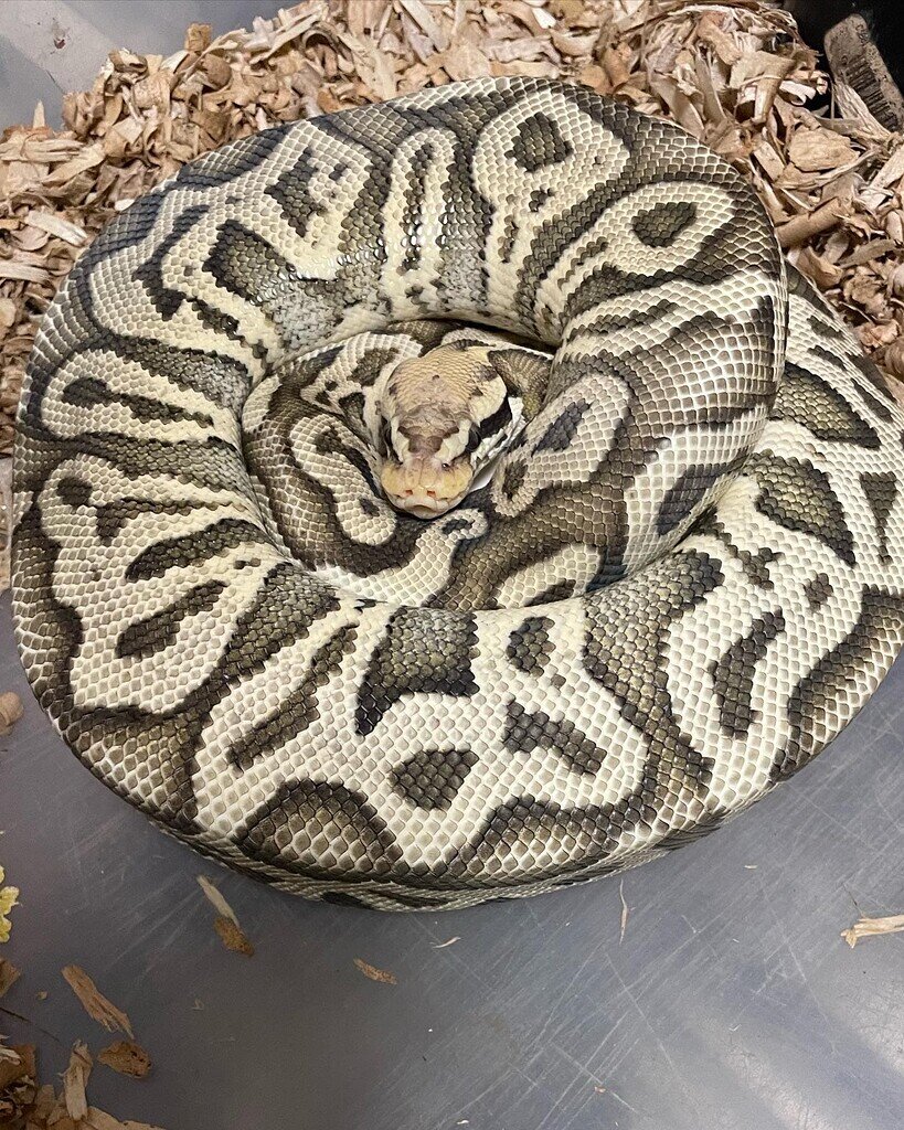 Ball Or Nothing Pythons - Ball Python Things - Ball Pythons ...