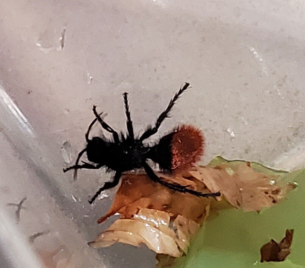 Backyard friend - Other Invertebrates - MorphMarket Reptile Community