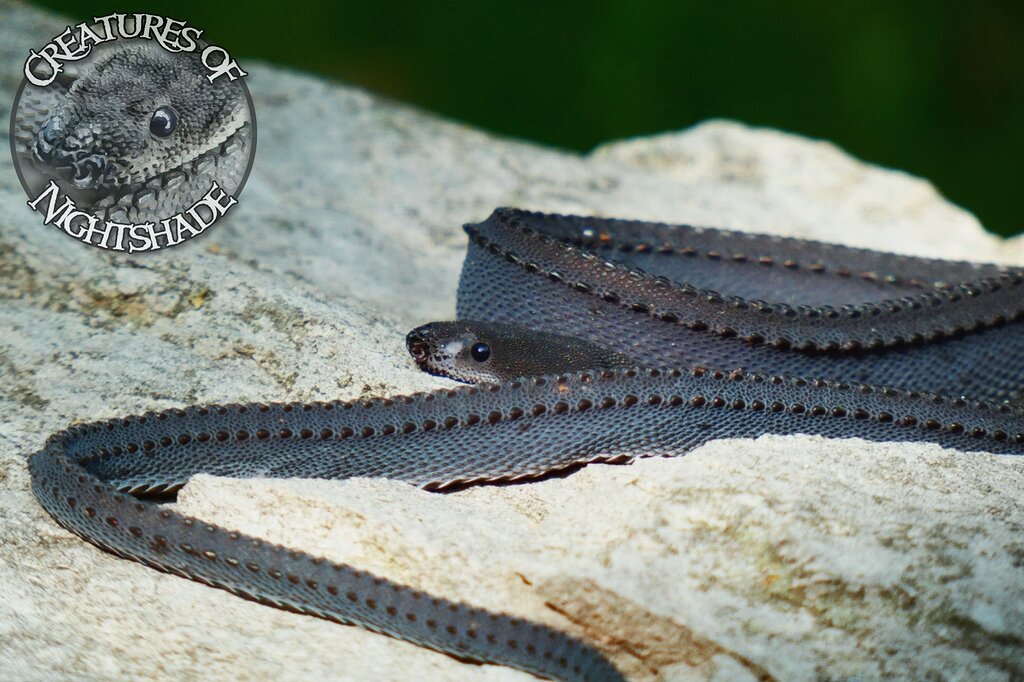 Big Leap With the Dragon Snakes - Other Colubrids - MorphMarket Reptile ...