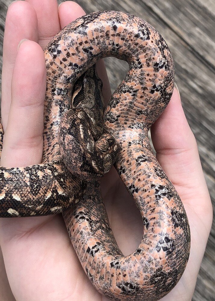 My high color Tarahumara Dwarf Boa - Boa Constrictors - MorphMarket ...
