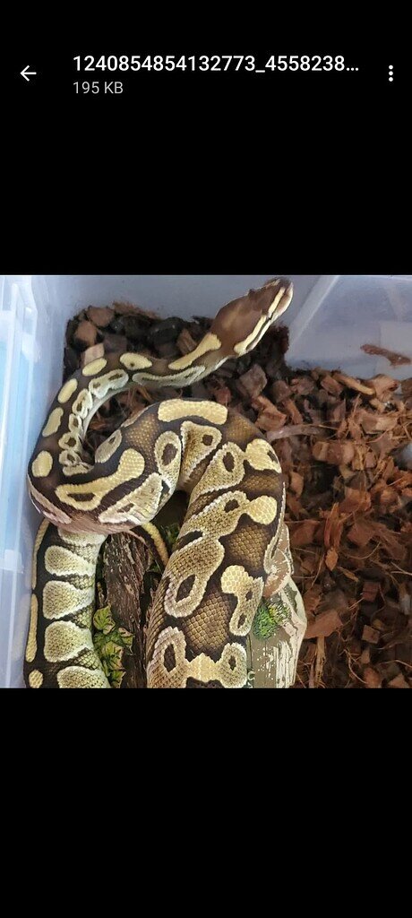 Help identify Volta - Ball Pythons - MorphMarket Reptile Community