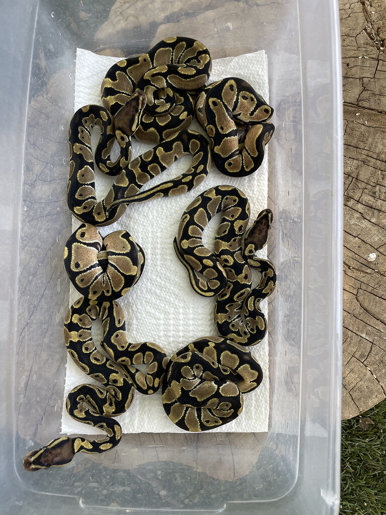 Used all my odds on one clutch again - Ball Pythons - MorphMarket ...