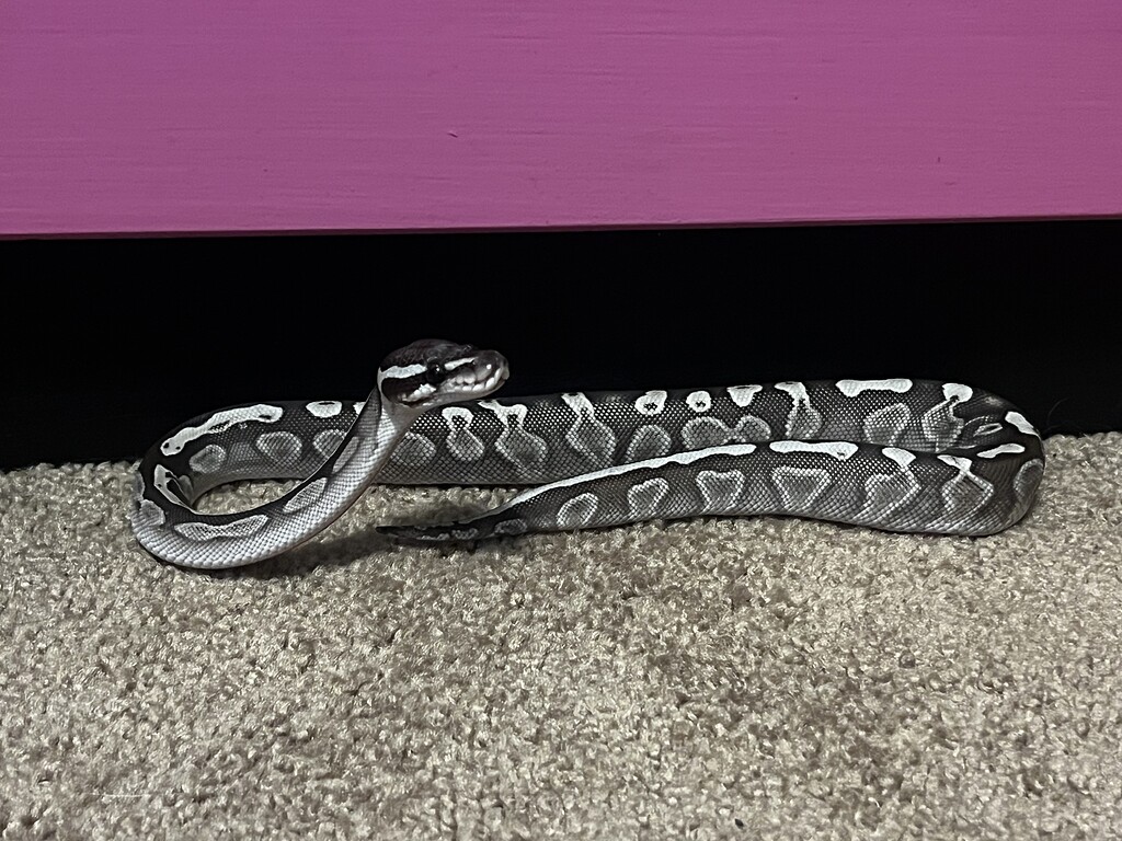 My ball python hasn’t pooped in 4 weeks - Ball Pythons - MorphMarket ...