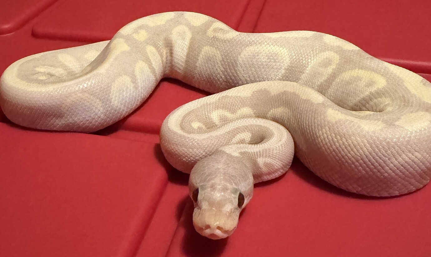 ‘24 Super Banana Mahogany Het Pied - Ball Pythons - MorphMarket Reptile ...
