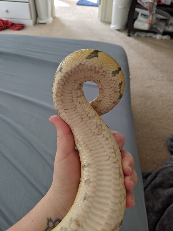 Rescued Ball Python...is this scale rot? - Ball Pythons - MorphMarket ...