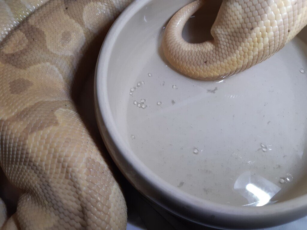 Anyone know what these clear beads are in the water? - Ball Pythons ...