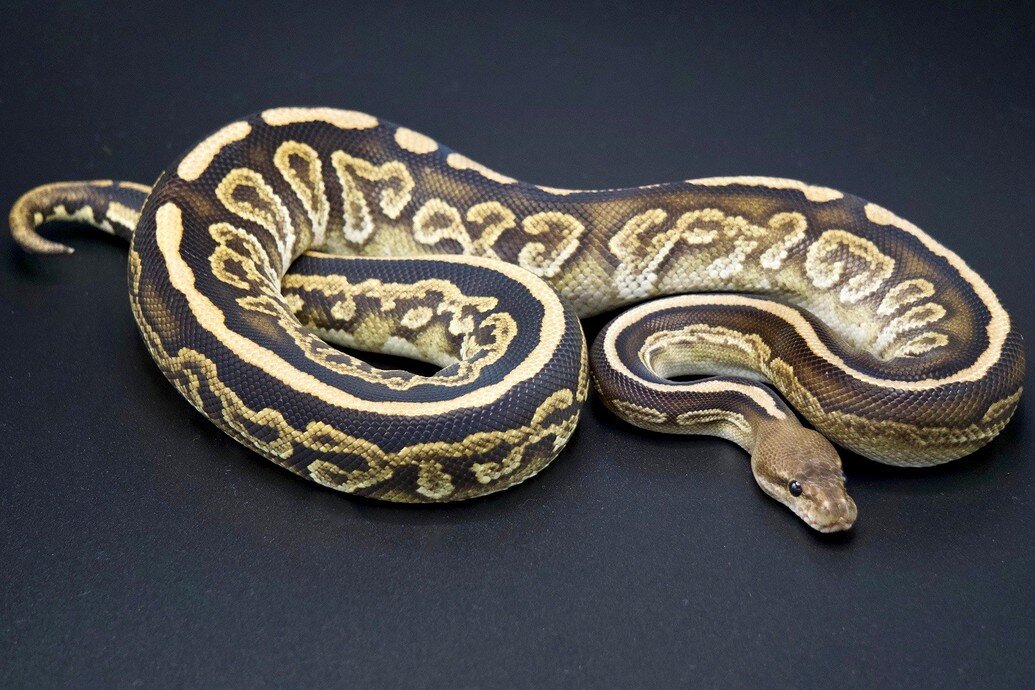Cypress combos 💕 - Ball Pythons - MorphMarket Reptile Community