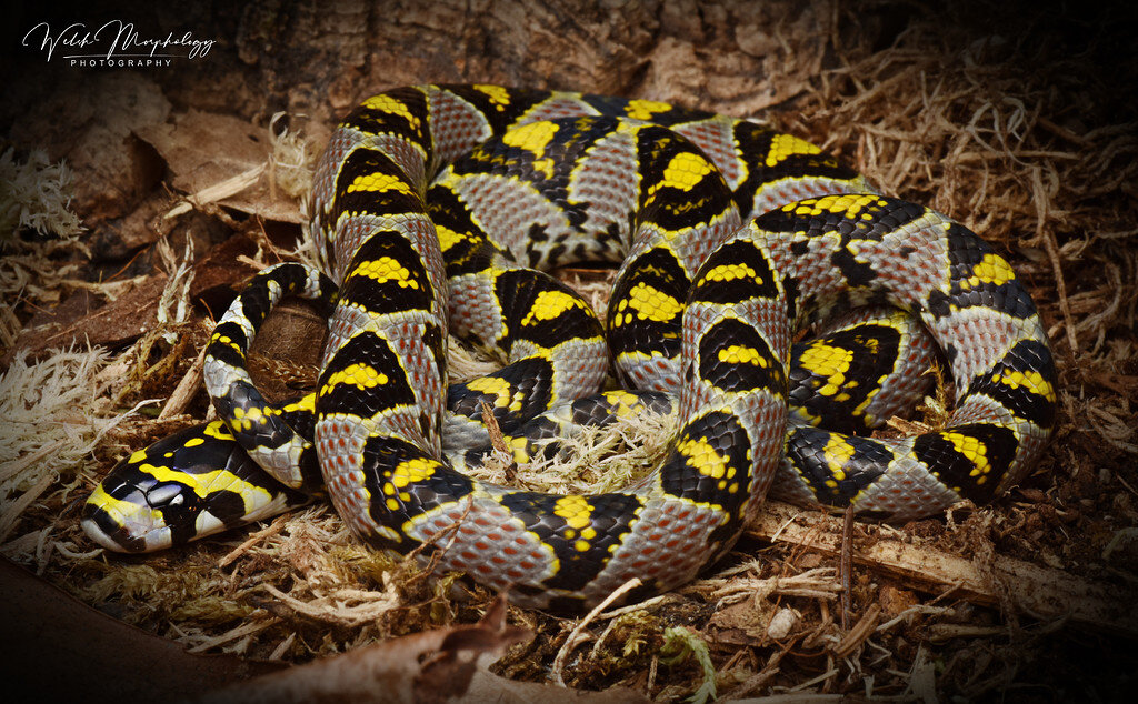 Finally I get these - Rat Snakes - MorphMarket Reptile Community