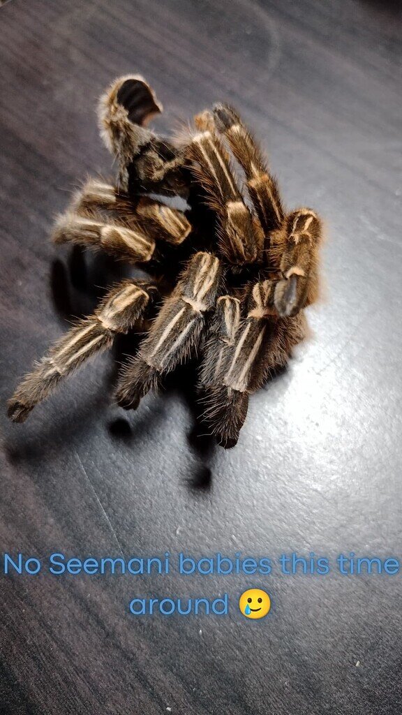 A. Seemani breeding - Spiders - MorphMarket Reptile Community