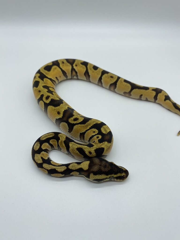 Hey guys! Need help identifying morph - Ball Pythons - MorphMarket ...