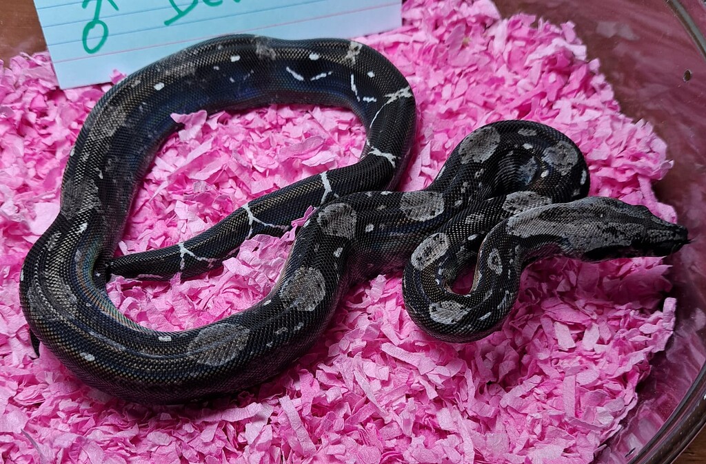 Black Devil Boa - Boas - MorphMarket Reptile Community