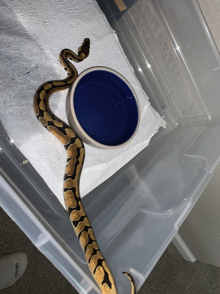 Het Puzzle ID - Ball Pythons - MorphMarket Reptile Community