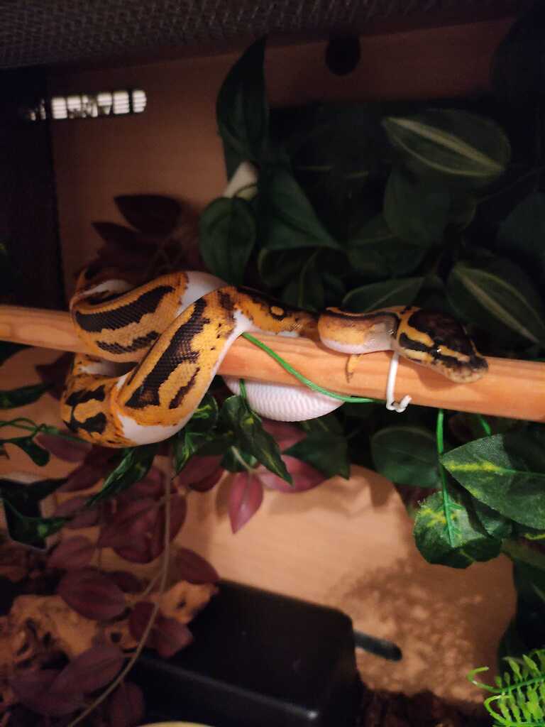 Constipation. Potential vet visit? - Ball Pythons - MorphMarket Reptile ...