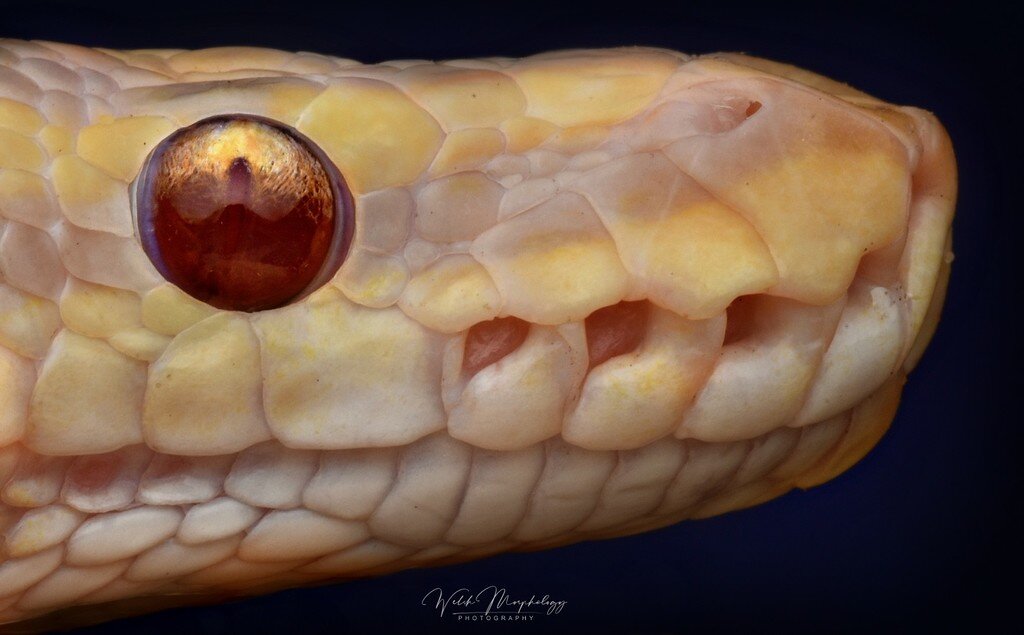 Phantom close up - Ball Pythons - MorphMarket Reptile Community