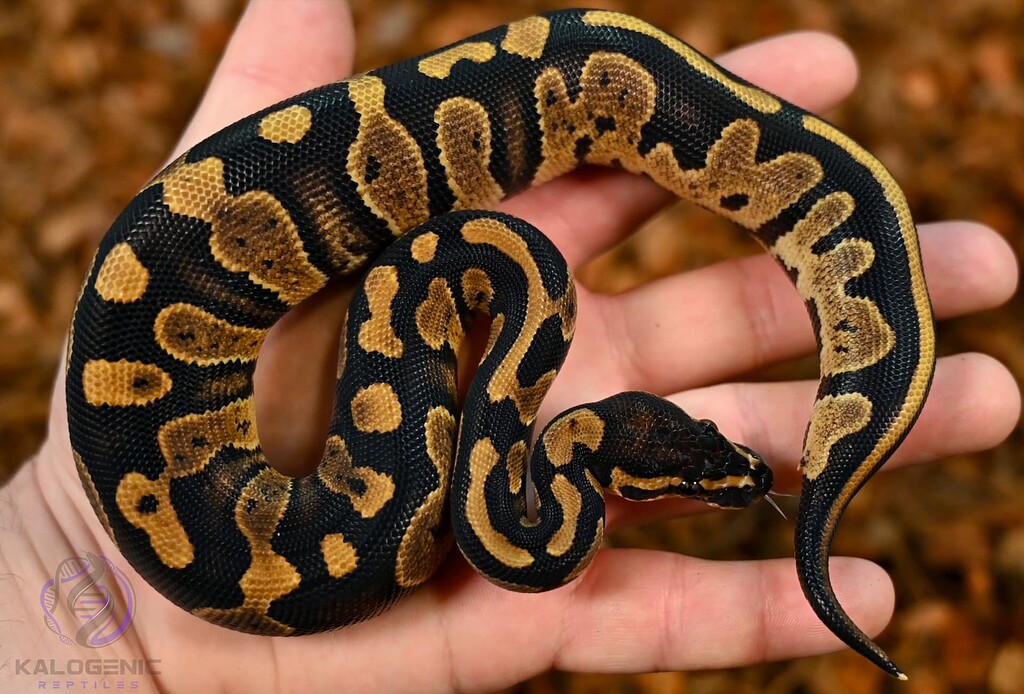 Happy Friday 🥶 - Ball Pythons - MorphMarket Reptile Community