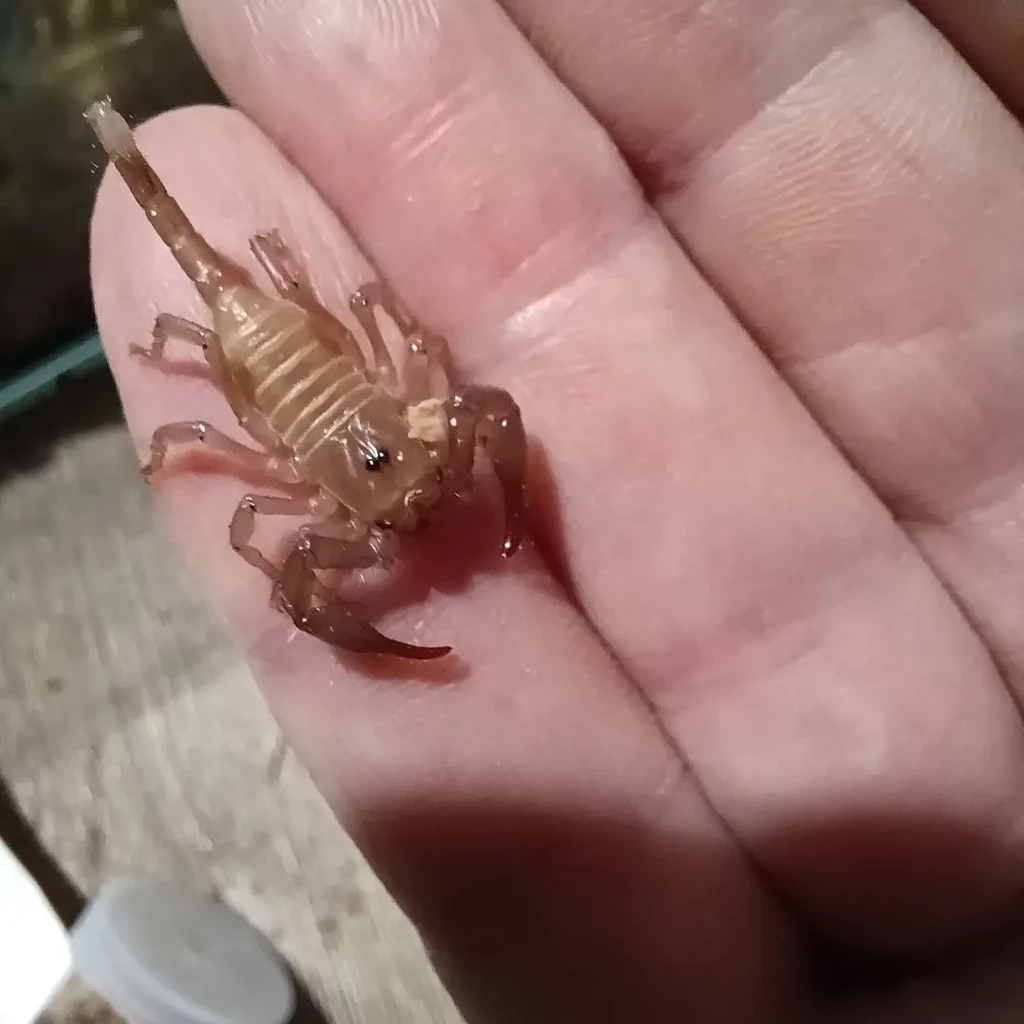 New nursery babies 2i and 3i and 4i - Scorpions - MorphMarket Reptile ...