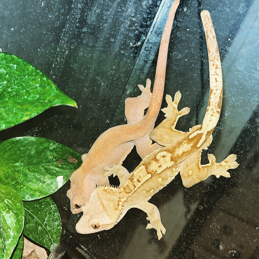 What Morph is my Red Gecko? - Crested Geckos - MorphMarket Reptile ...