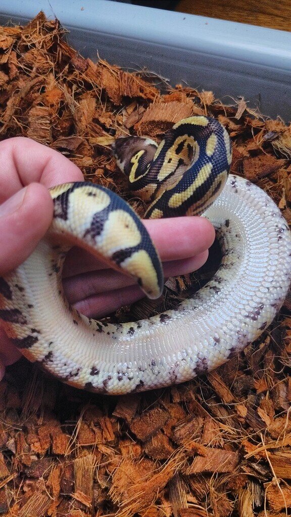 Gene ID on baby snake - Ball Pythons - MorphMarket Reptile Community