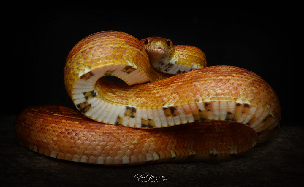 Perfect strike pose - Corn Snakes - MorphMarket Reptile Community