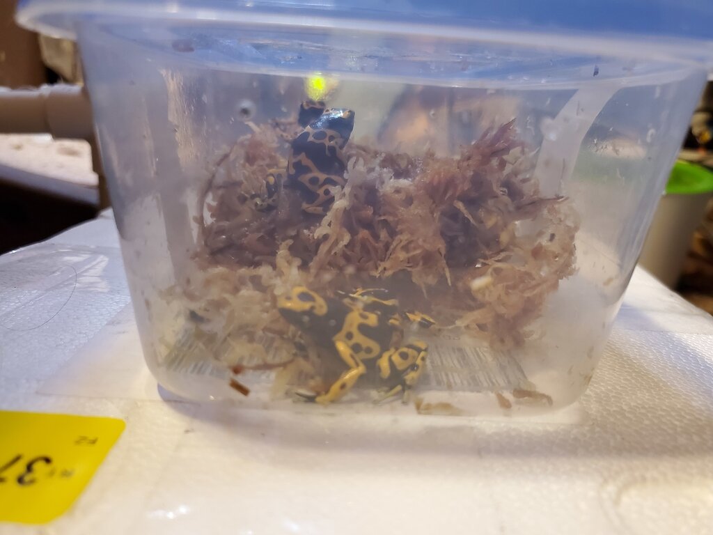 First ever frogs! - Dart Frogs - MorphMarket Reptile Community