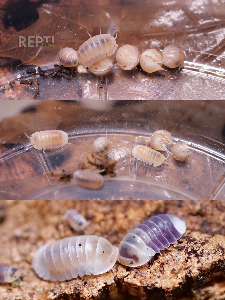 Pink Snow Bee Project Journey - Isopods - MorphMarket Reptile Community