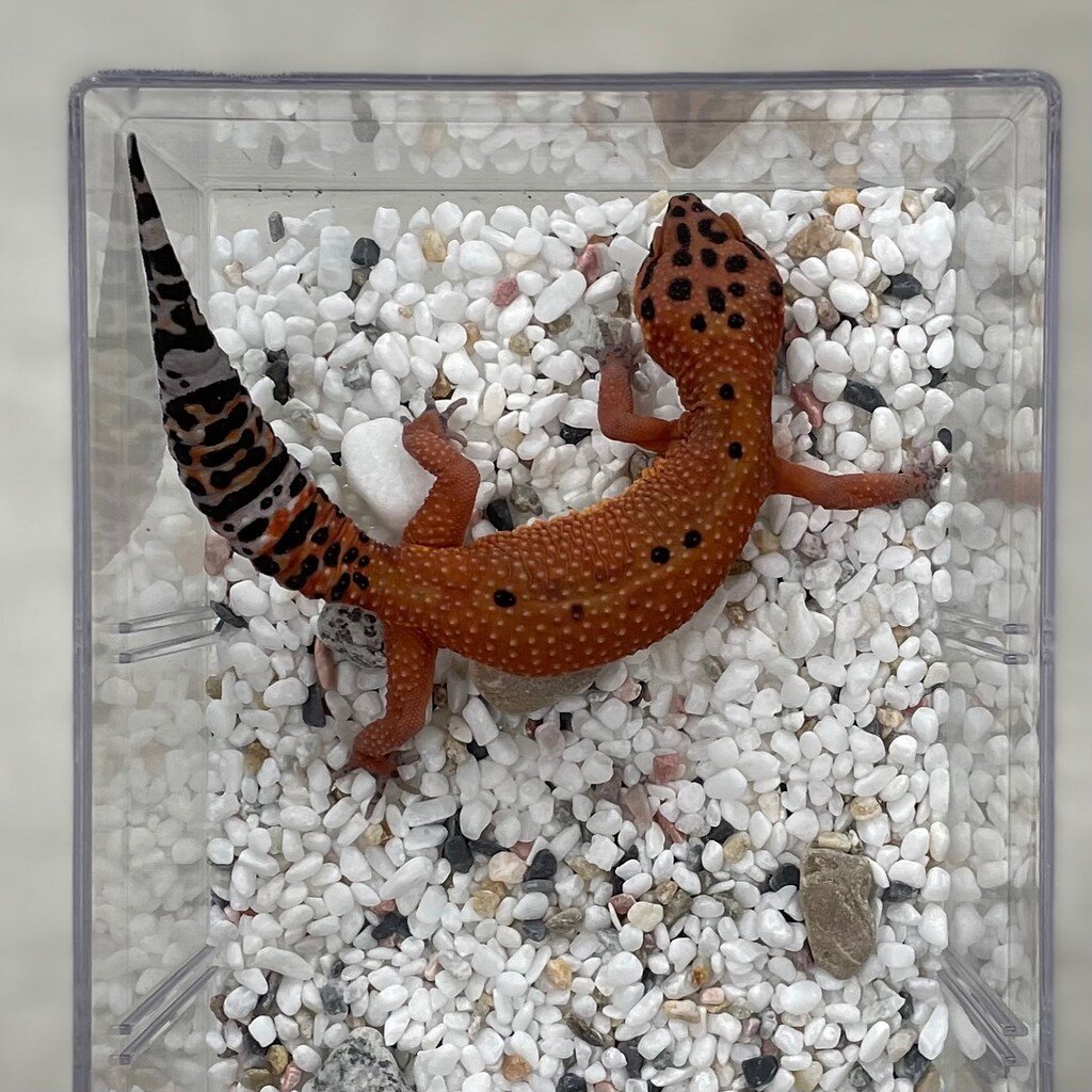 Inferno Blood - Leopard Geckos - MorphMarket Reptile Community