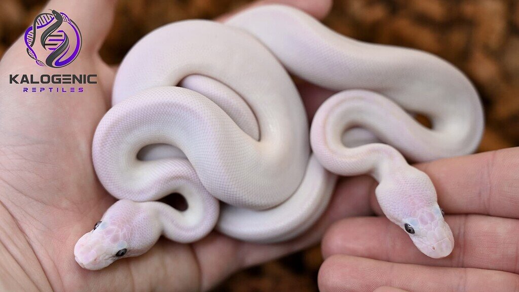 Lucy Tuesday 🏳 - Ball Pythons - MorphMarket Reptile Community