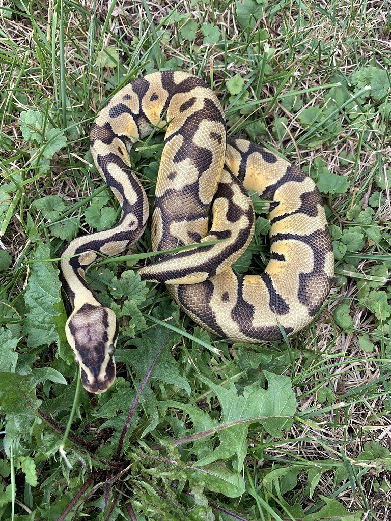 Ball Python Idetification HELP - Ball Pythons - MorphMarket Reptile ...