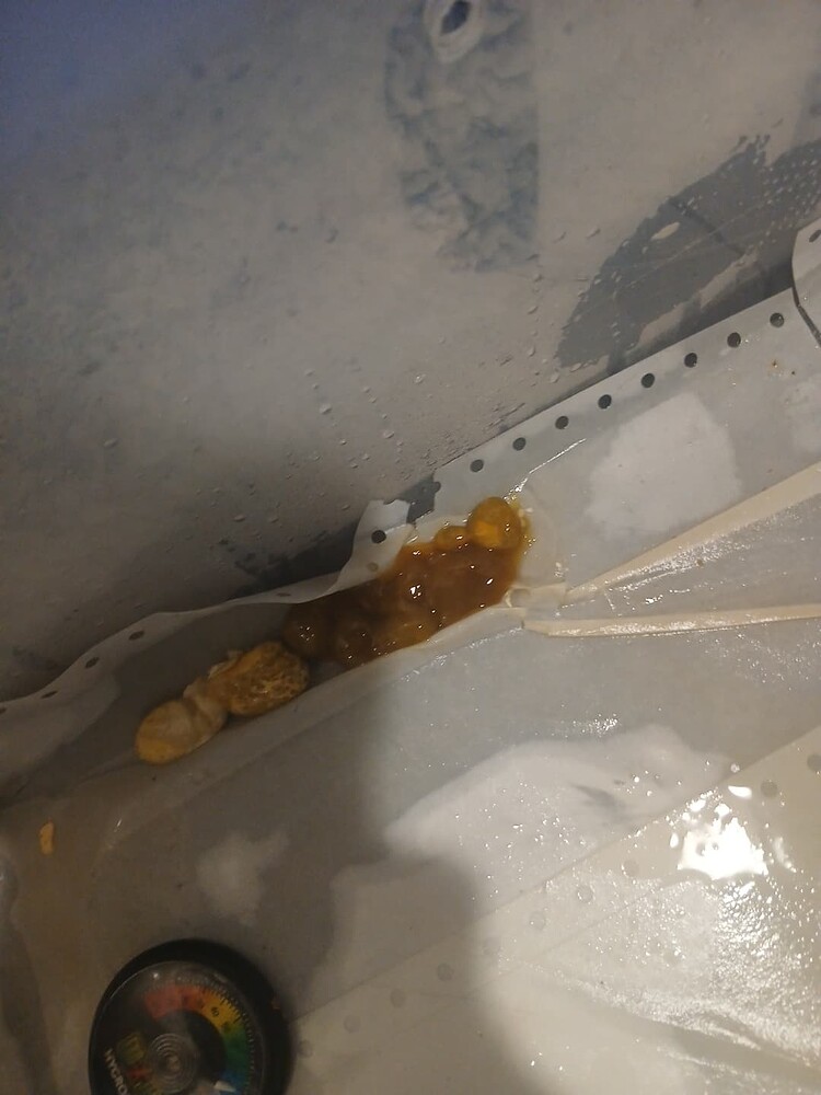 What is this poop! - Ball Pythons - MorphMarket Reptile Community