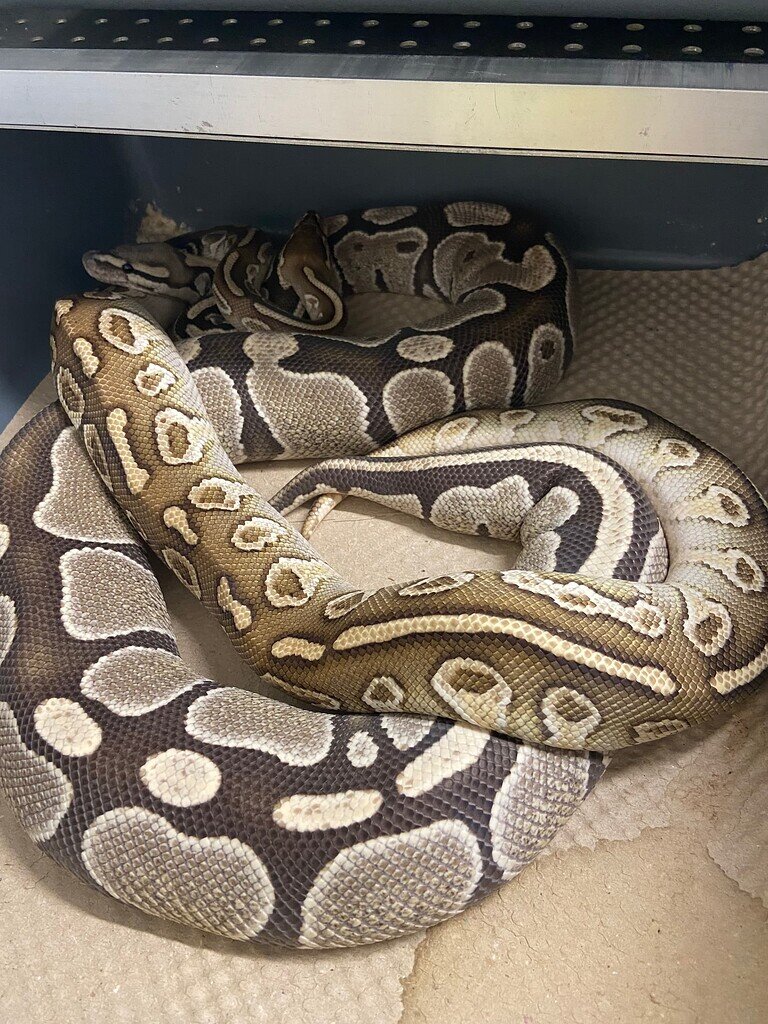 Hurricane gene Identification Help - Ball Pythons - MorphMarket Reptile ...