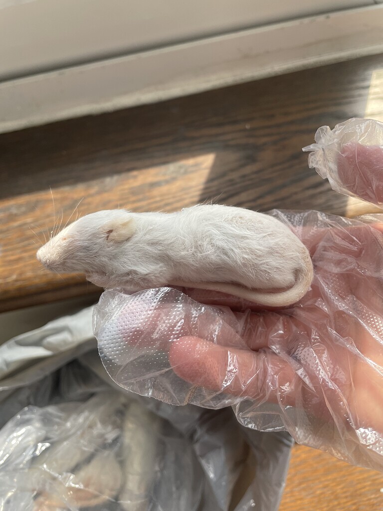 Help me identify rats or mice? - Ball Pythons - MorphMarket Reptile ...