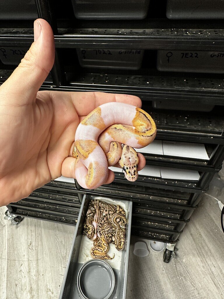 First Clown Pied Hatched! - Ball Pythons - MorphMarket Reptile Community