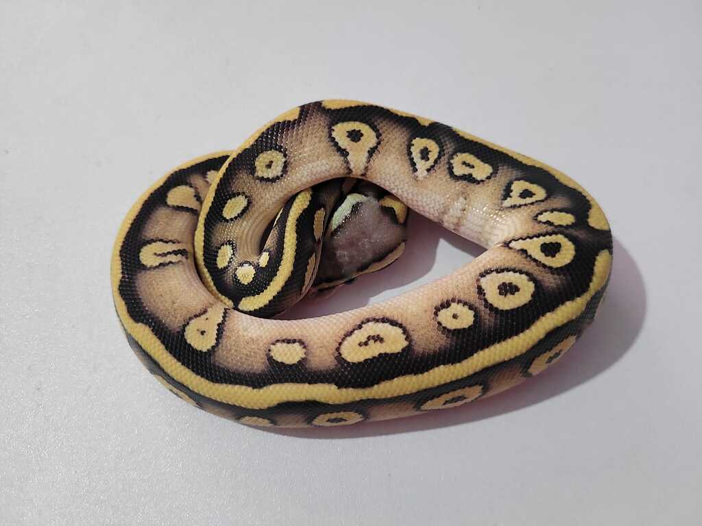 First clutch this season - Ball Pythons - MorphMarket Reptile Community