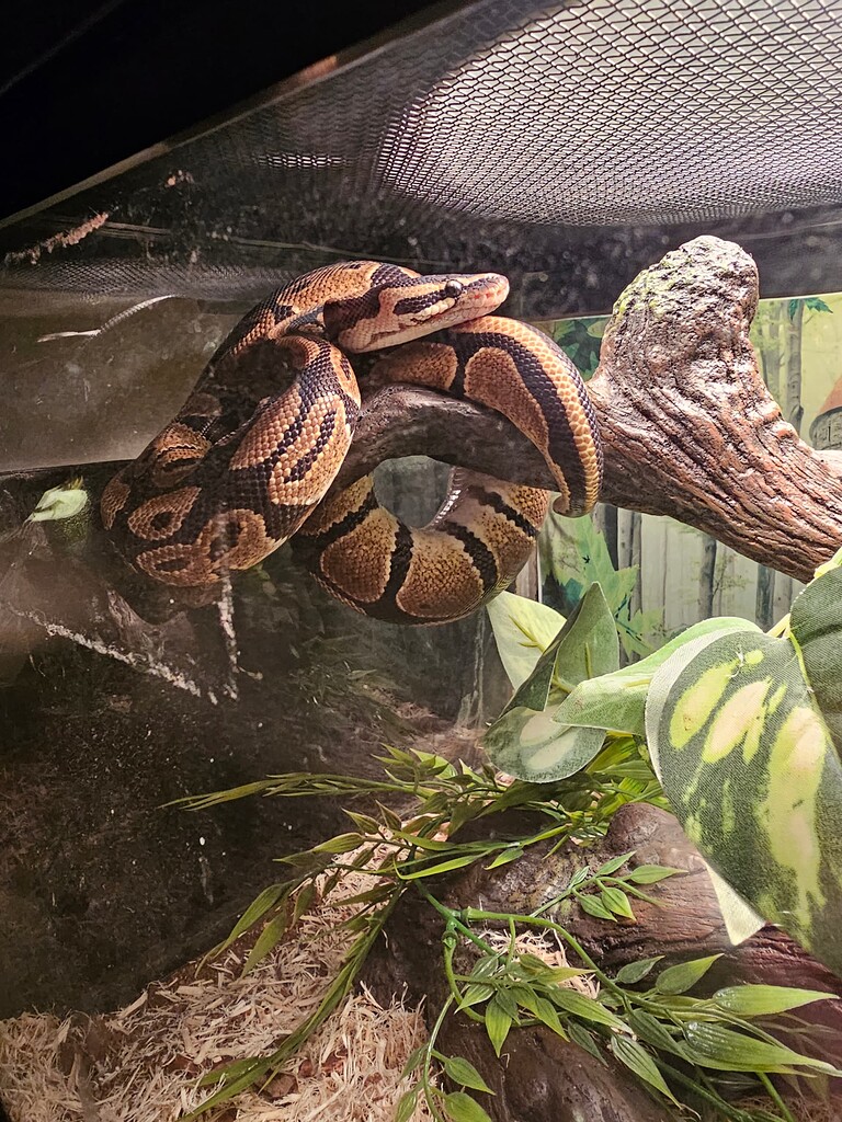 Need help identifing my morphs - Ball Pythons - MorphMarket Reptile ...