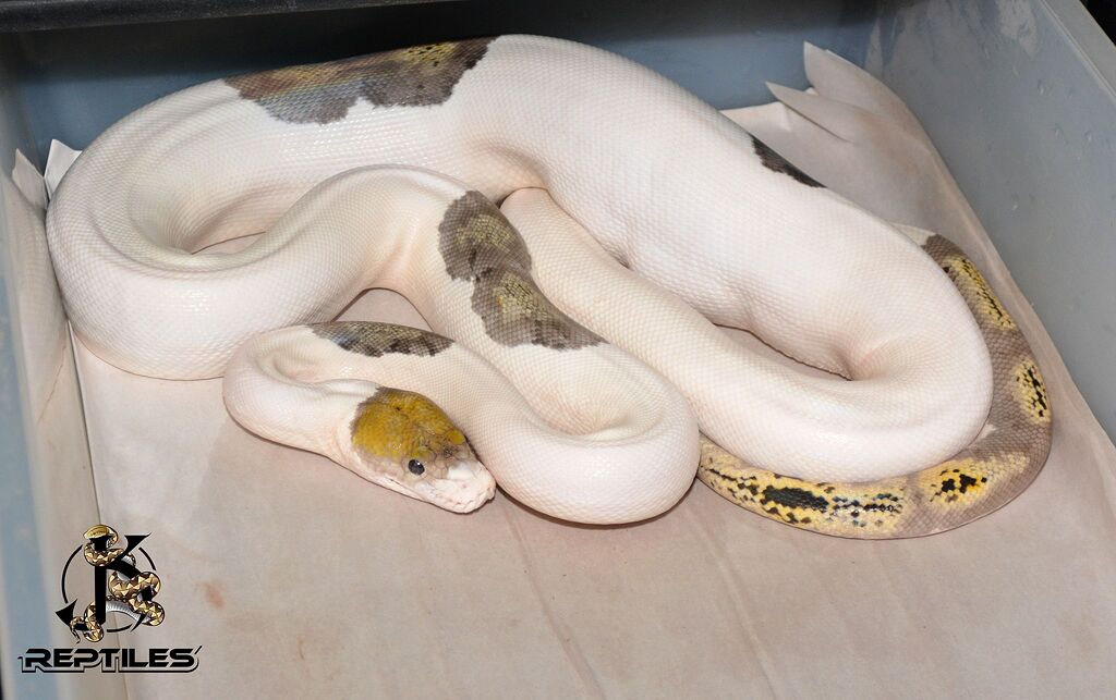 Crazy looking pied Retic! - Reticulated Pythons - MorphMarket Reptile ...