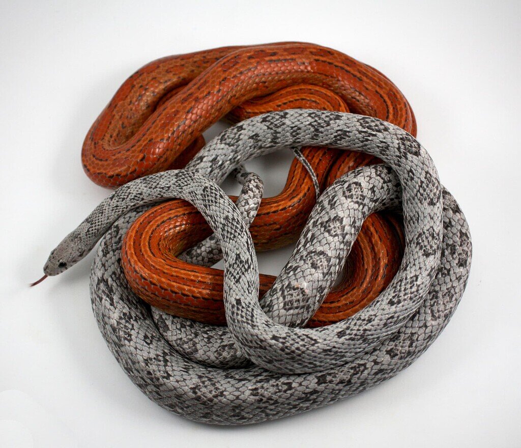 Solar Serpents Breeding Plans 2024 - Colubrids - MorphMarket Reptile ...