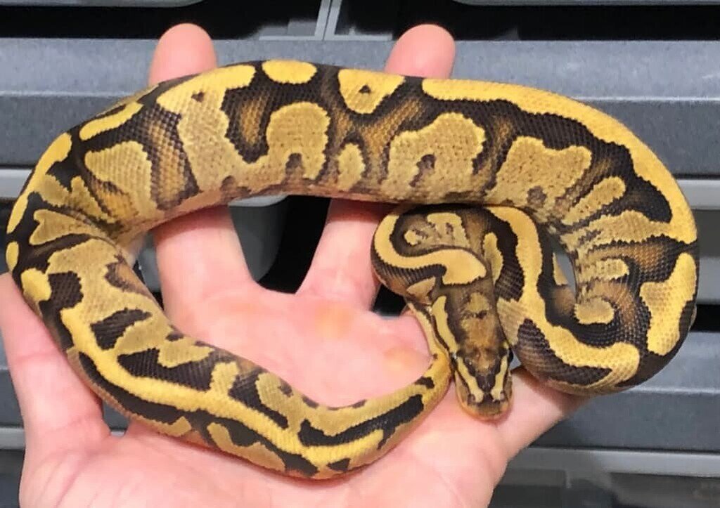 Meet.. Pyro 🐍 - Ball Pythons - MorphMarket Reptile Community