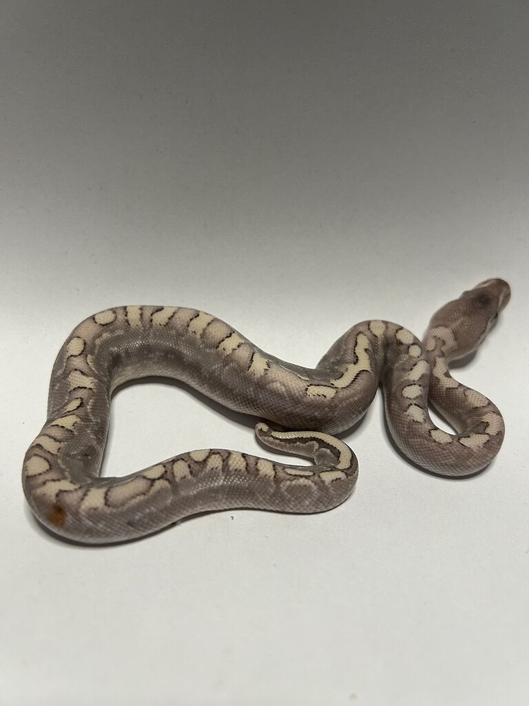 Hot Mess babies - Ball Pythons - MorphMarket Reptile Community