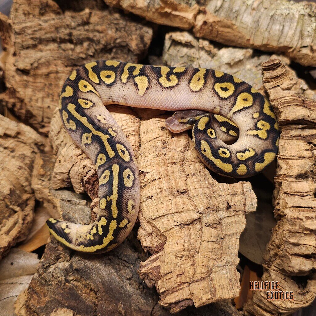 Just askin to be held back! - Ball Pythons - MorphMarket Reptile Community