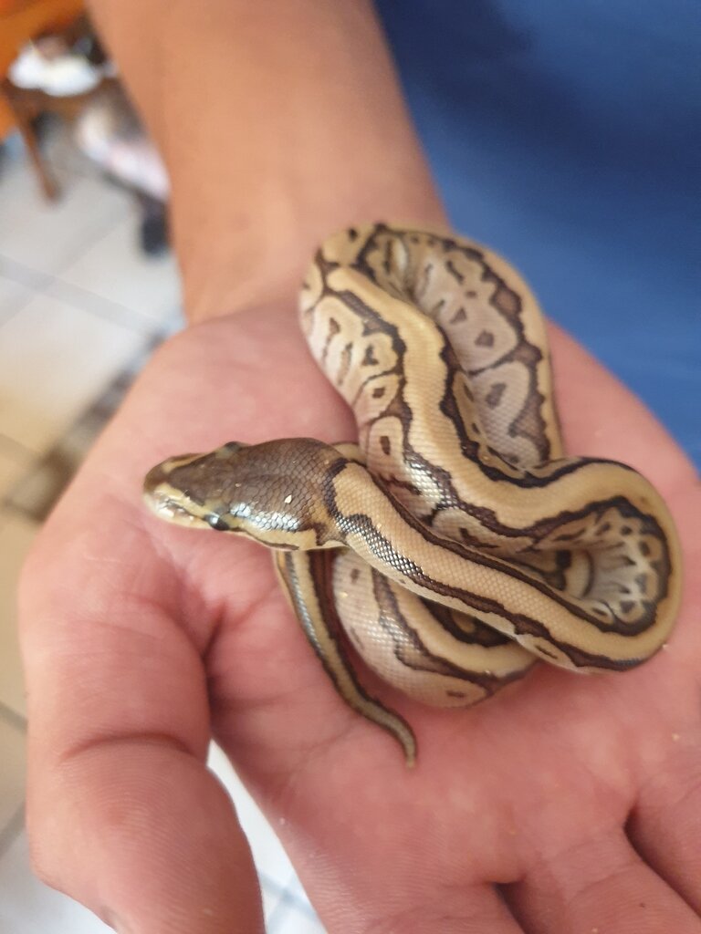 Confirm Hatchling Genes - Ball Pythons - MorphMarket Reptile Community